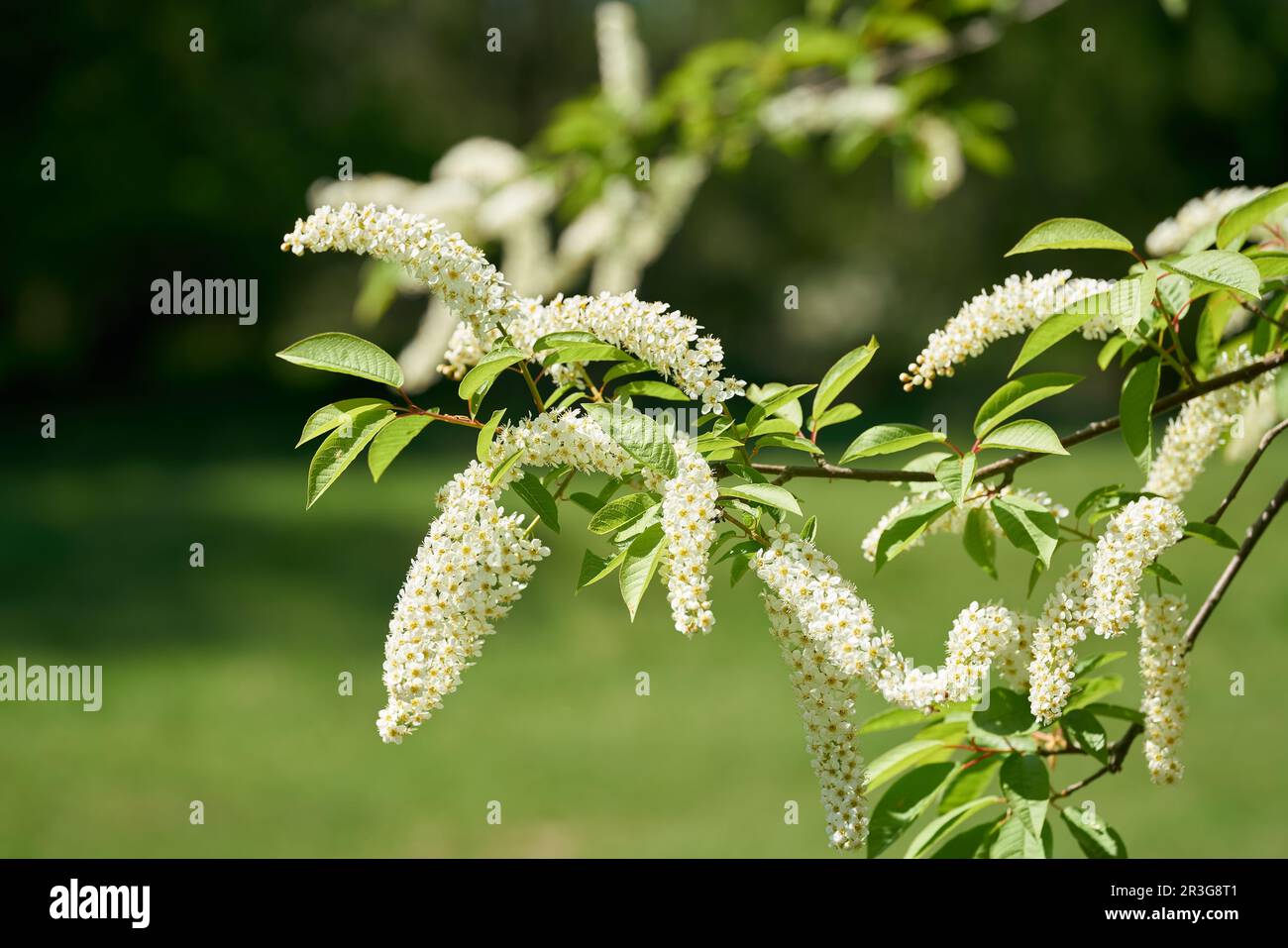 Inflorescence of a bird cherry tree, Prunus padus in a Park in the ...