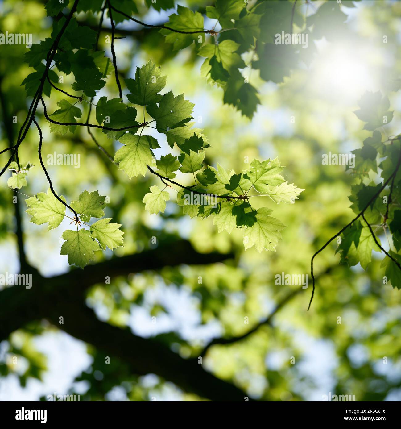 Young green leaves of a rare wild service tree, Sorbus torminalis Stock ...