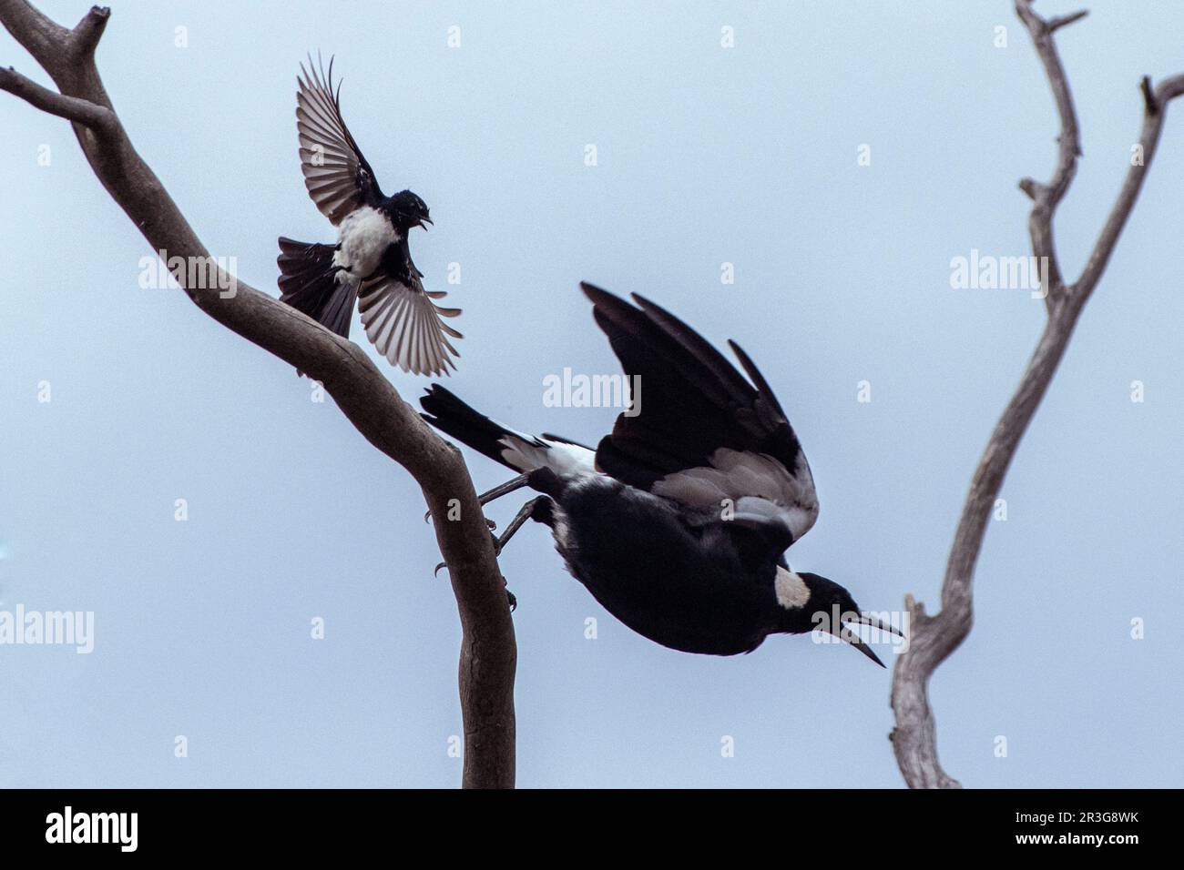 Australian magpie and willie wagtail bird interaction Stock Photo - Alamy