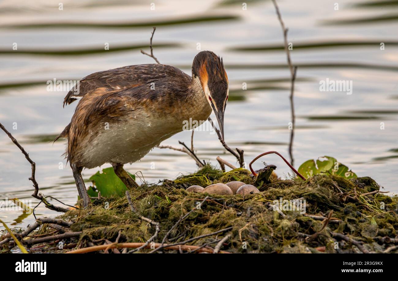Great crested grebe at nest hi-res stock photography and images - Alamy