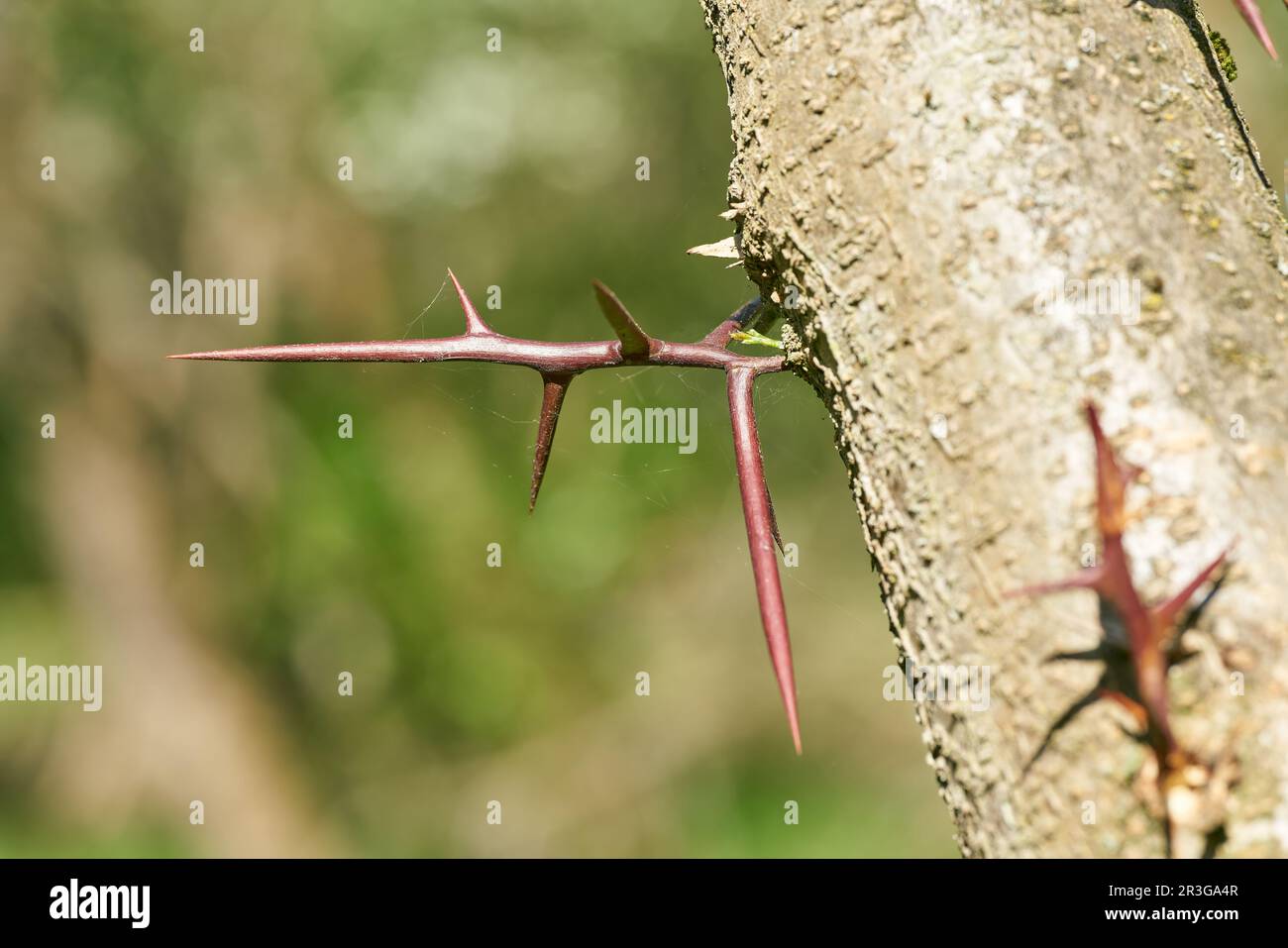 Close up of thorns of honey locust, Gleditsia triacanthos, in a park in ...