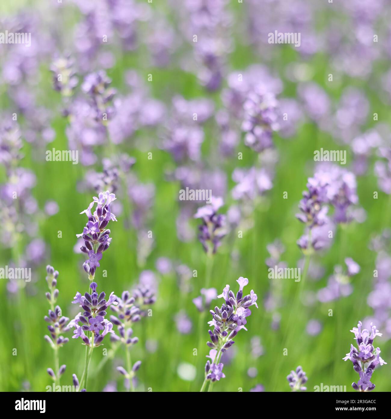 Background from violet lavender in the garden Stock Photo - Alamy