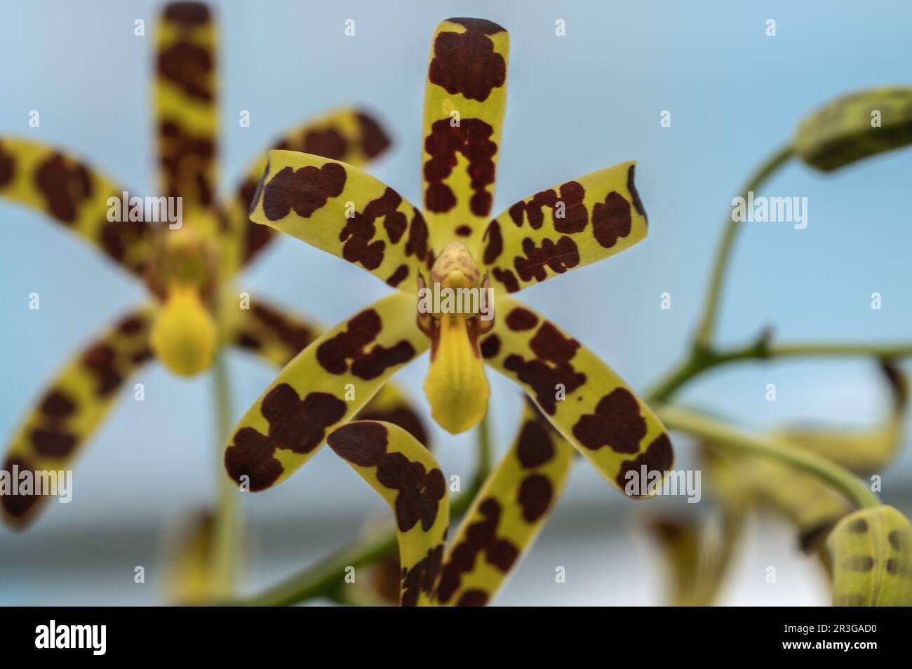 Liliaceae hi-res stock photography and images - Alamy