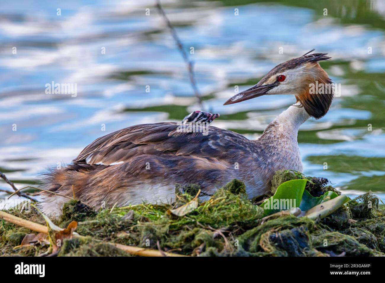 Great Crested Grebe Stock Photo - Alamy