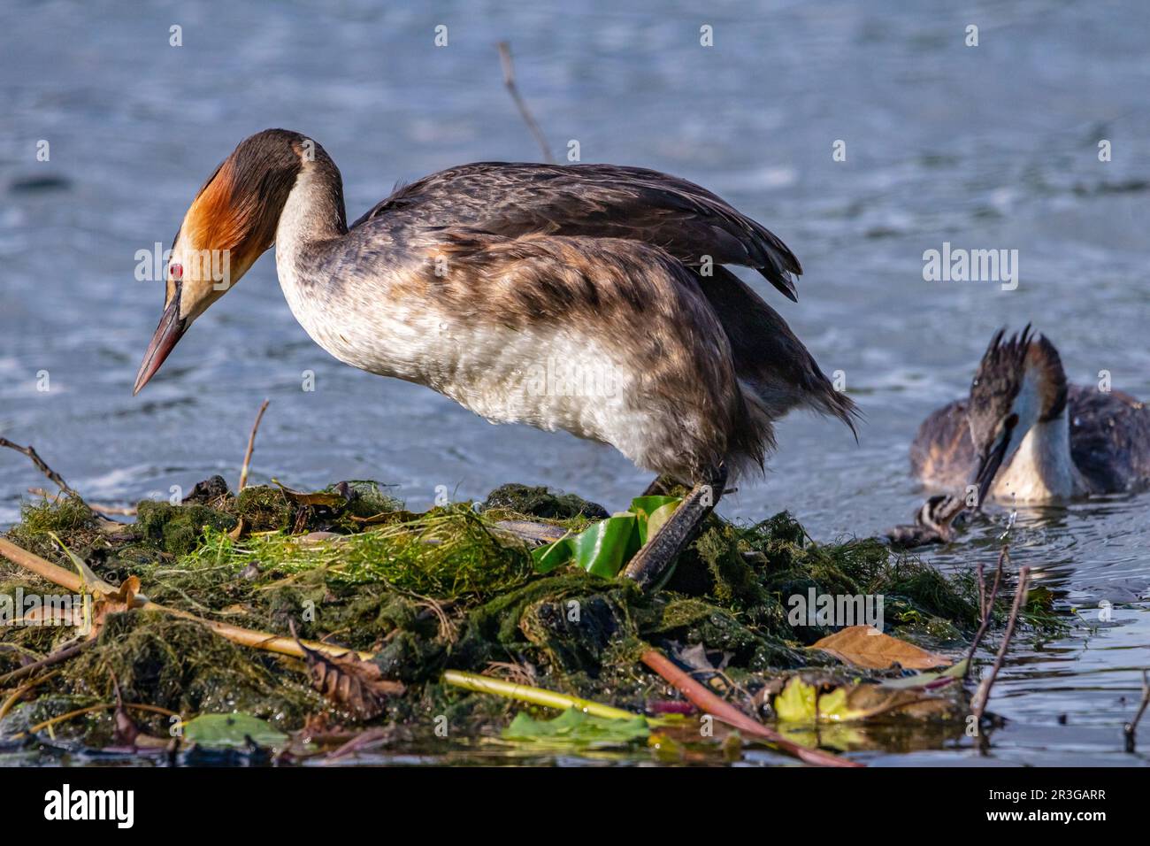 Great Crested Grebe Stock Photo - Alamy