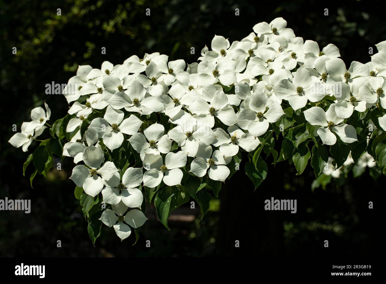 Blooming Cornus kousa tree in a garden Stock Photo - Alamy