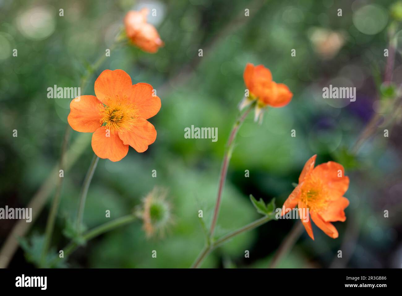 Carnation root (Geum heldreichii sigiswang Stock Photo - Alamy