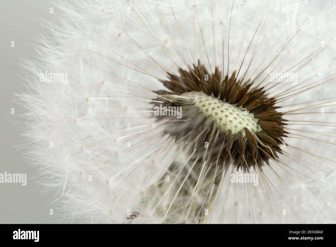 Delicate dandelion seeds, macro shot Stock Photo - Alamy