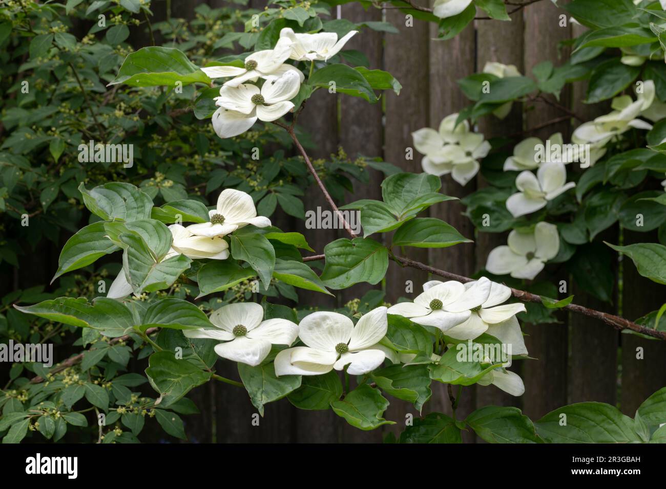 Blooming Cornus kousa tree in spring Stock Photo - Alamy