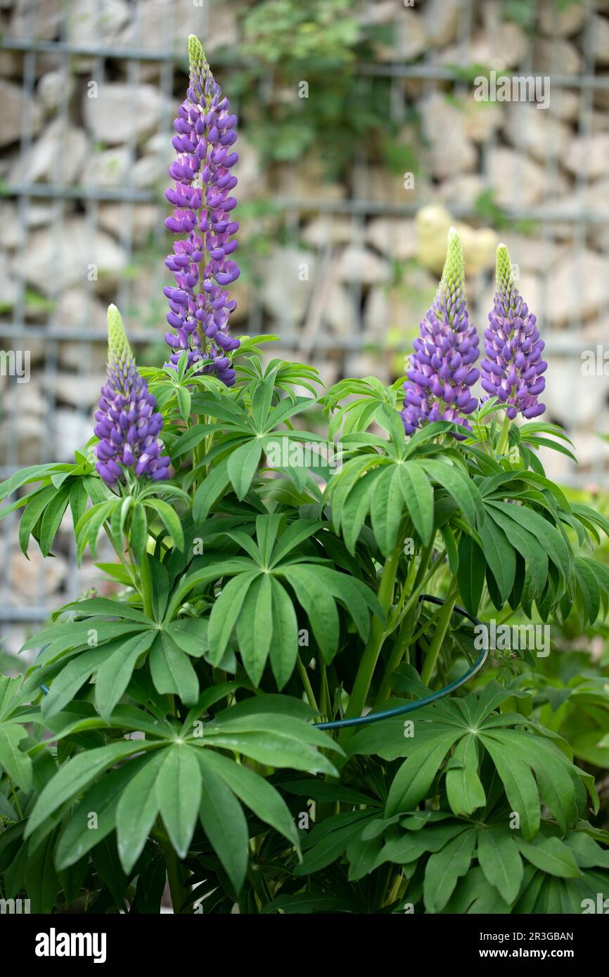 Blooming Lupinus plant in a garden Stock Photo - Alamy