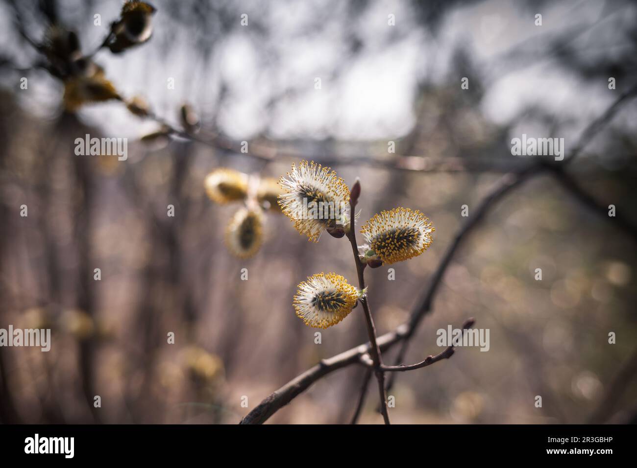 Blooming willow blurred background close-up. Willow branches Salix ...