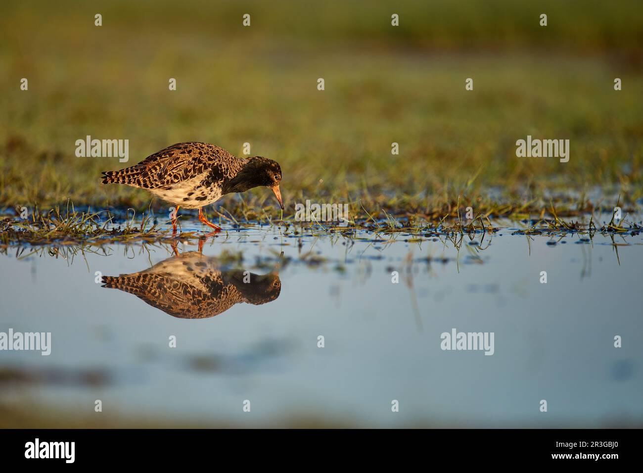 Fen birds hi-res stock photography and images - Alamy