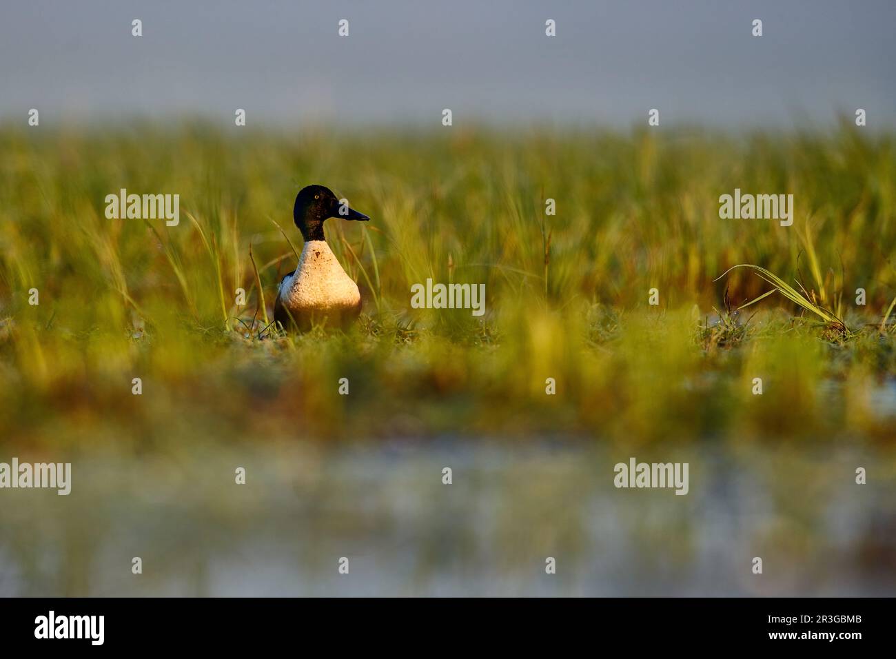 Fen birds hi-res stock photography and images - Alamy