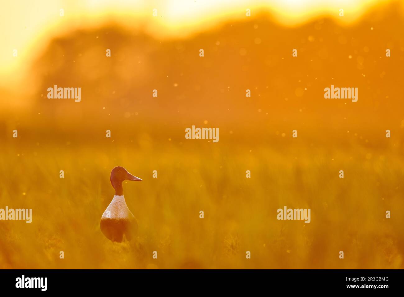 Fen birds hi-res stock photography and images - Alamy