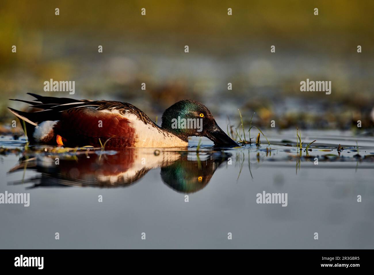 Fen birds hi-res stock photography and images - Alamy