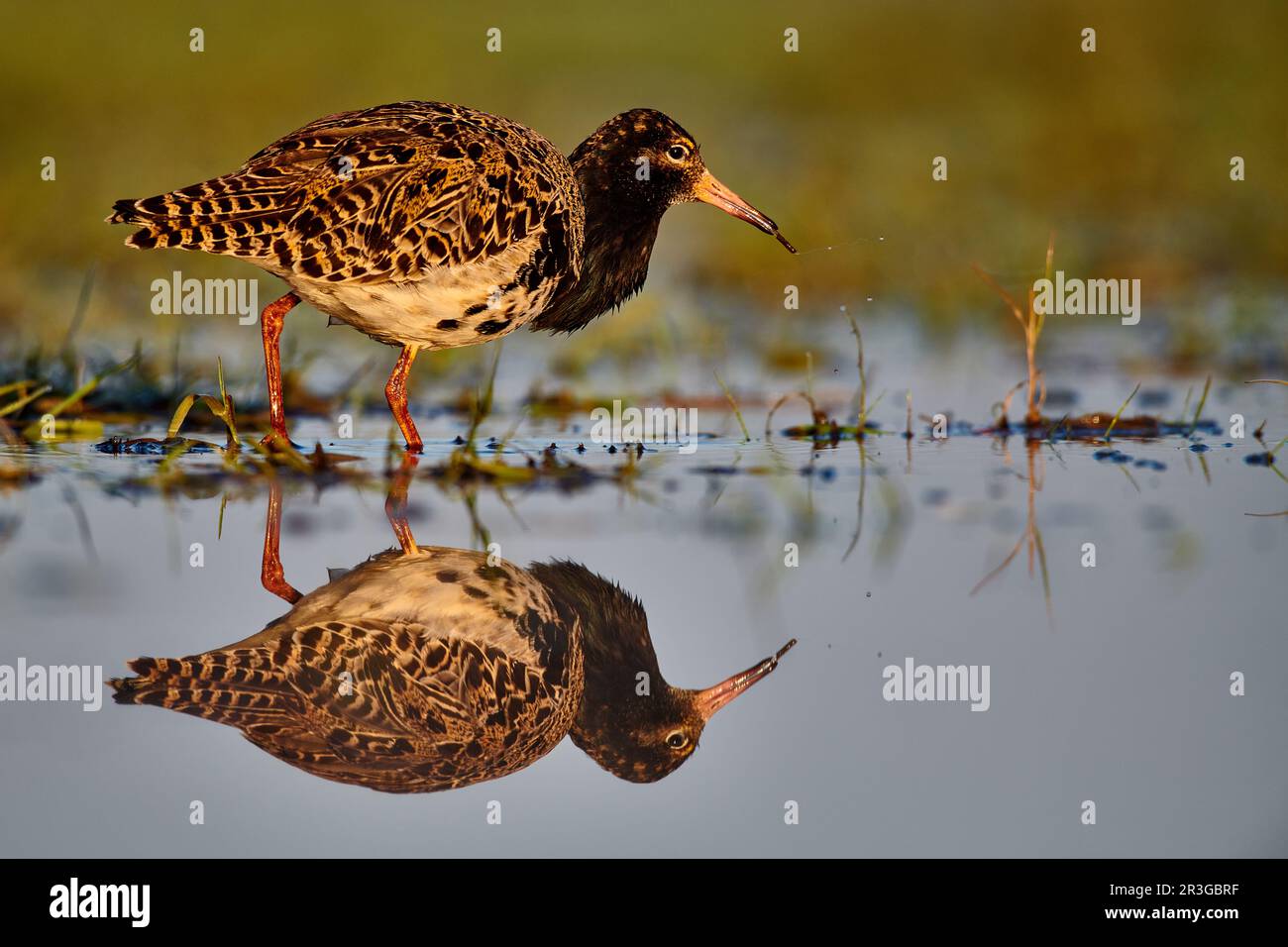 Fen birds hi-res stock photography and images - Alamy