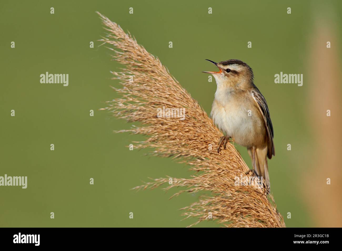 Reed warbler common acrocephalus hi-res stock photography and images ...