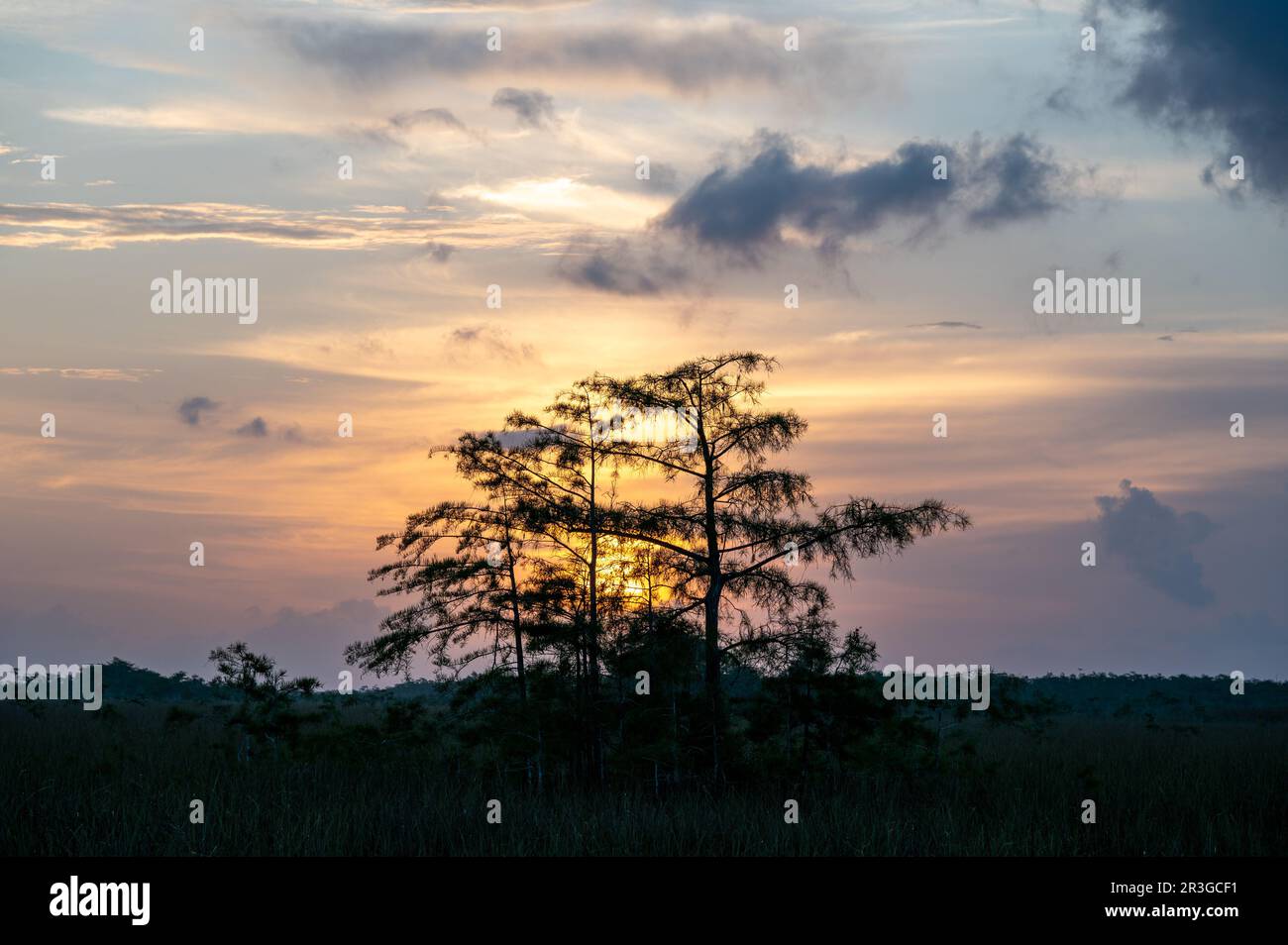 Colorful sunrise clouds behind cypress trees in Dwarf Cypress Forest in ...
