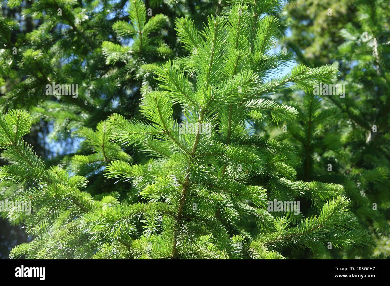 Abies sibirica, Siberian fir Stock Photo - Alamy