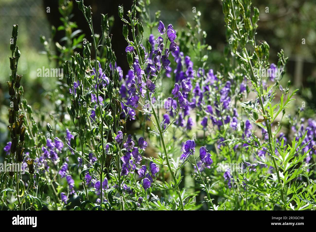 Aconitum variegatum, aconite Stock Photo - Alamy