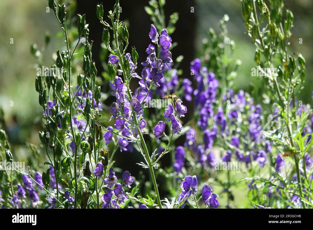 Aconitum variegatum, aconite Stock Photo - Alamy