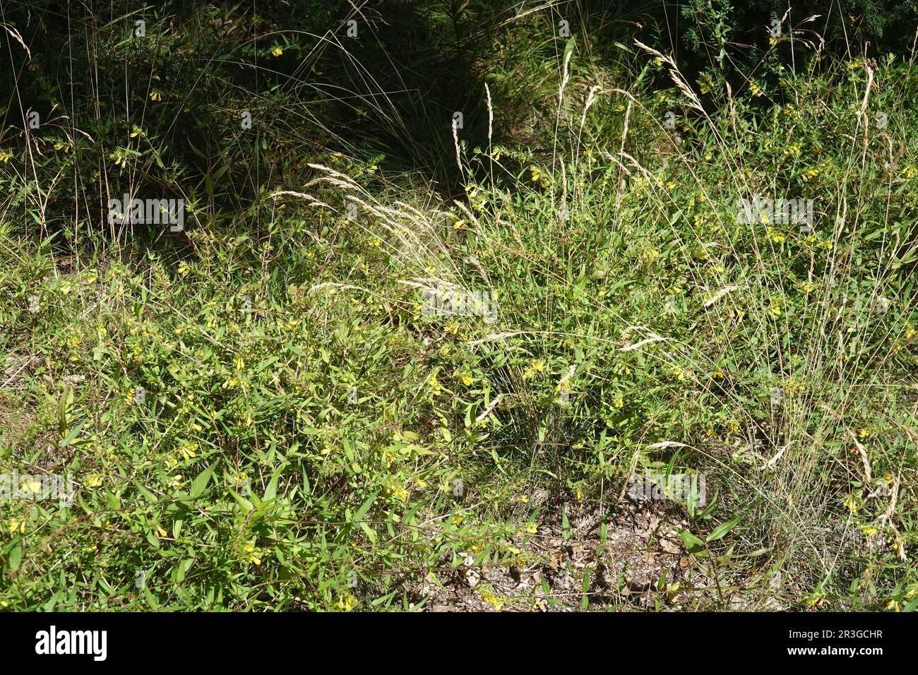 Melampyrum pratense, common cow-wheat Stock Photo - Alamy