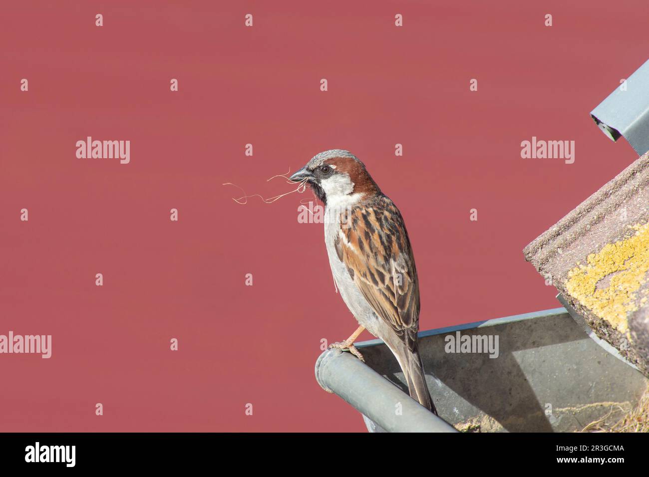 Gutter bird hi-res stock photography and images - Alamy