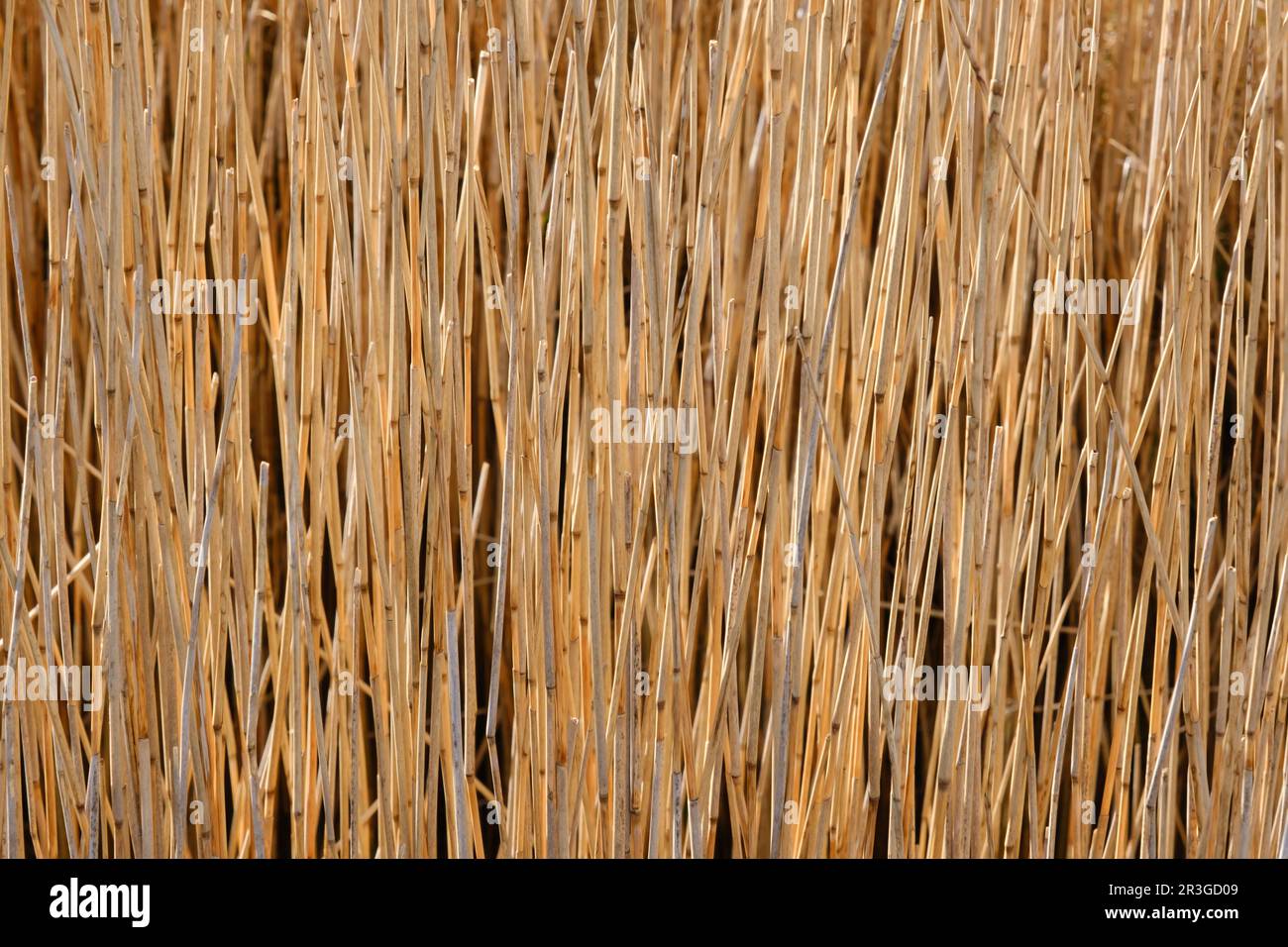 Close up common reed hi-res stock photography and images - Alamy