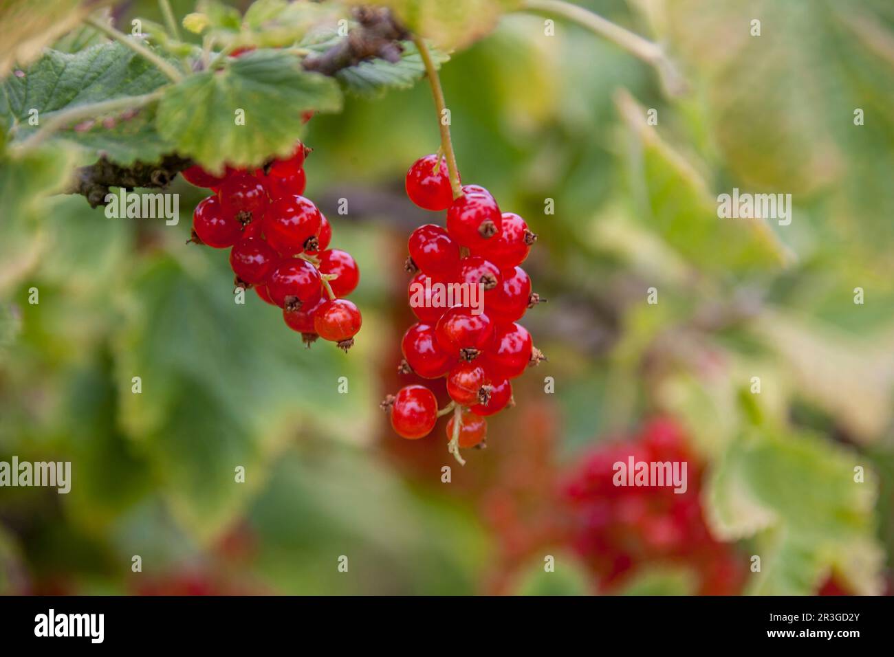 Red currants (Ribes rubrum Stock Photo - Alamy