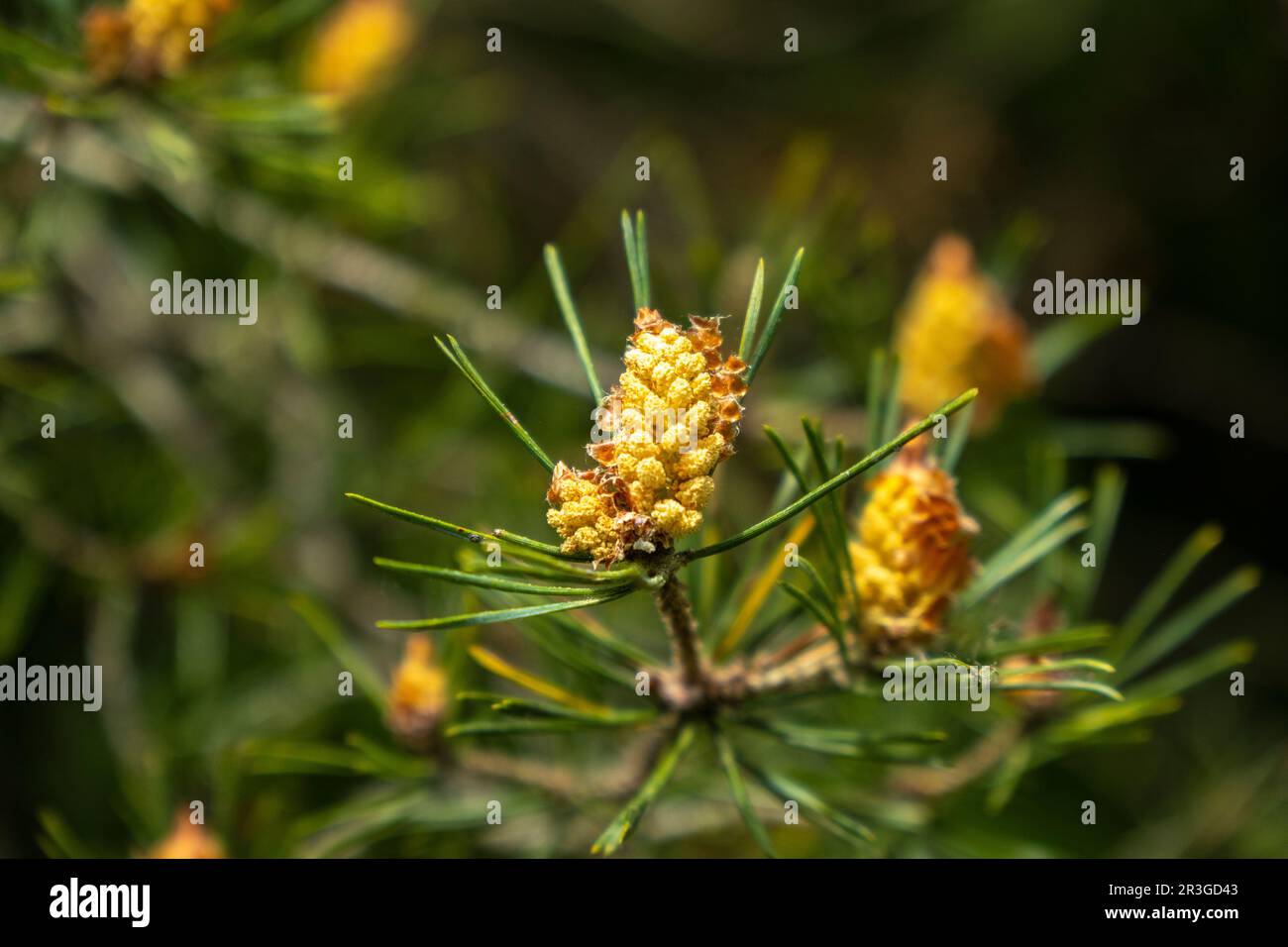 Pine n hi-res stock photography and images - Alamy