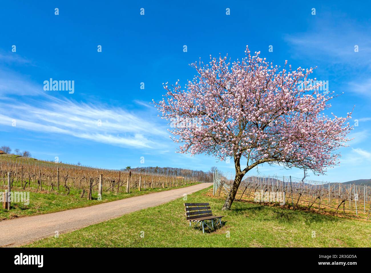 Flowering almond tree (Prunus dulcis) above Birkweiler Stock Photo - Alamy