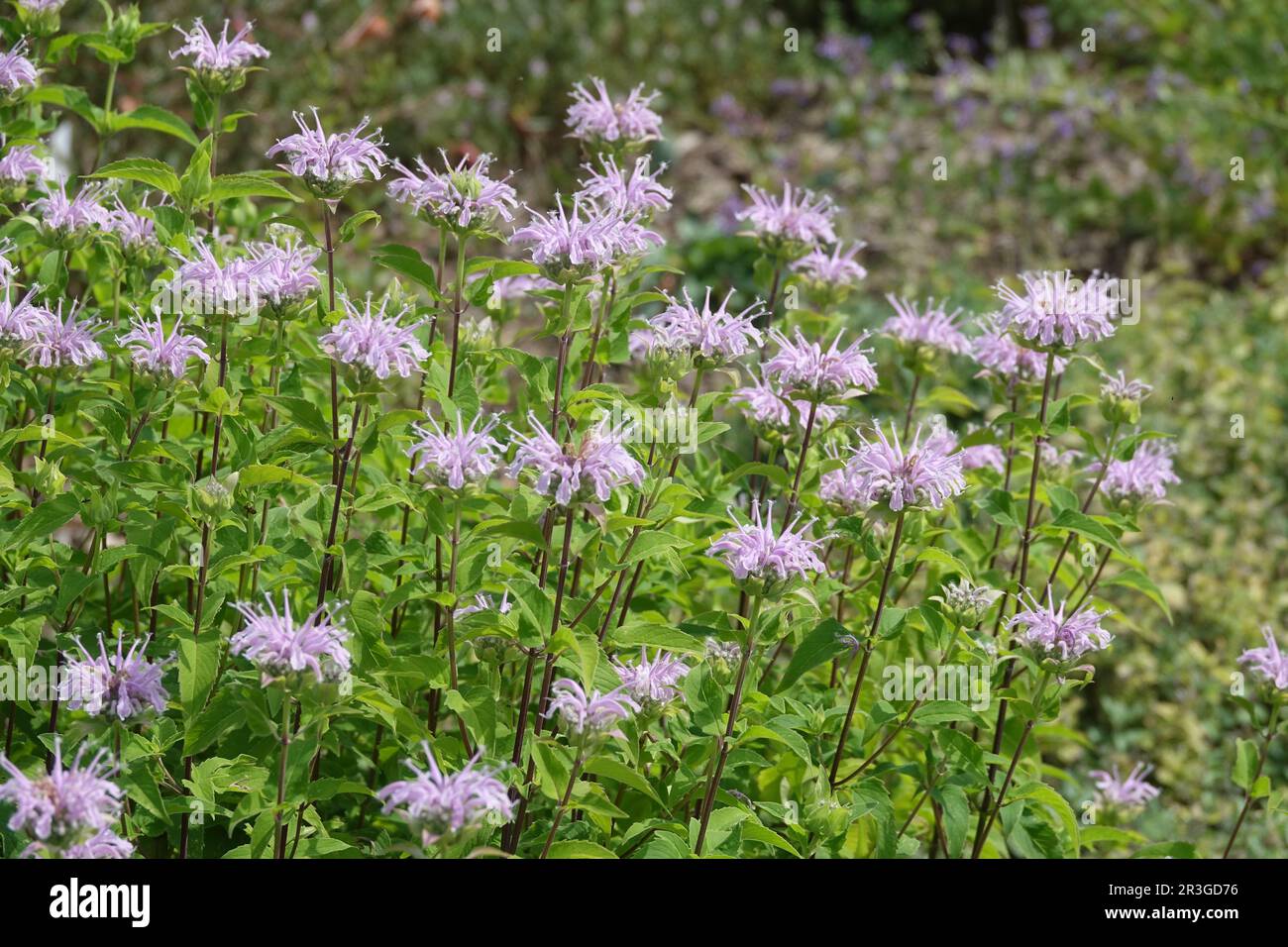 Monarda fistulosa hi-res stock photography and images - Alamy
