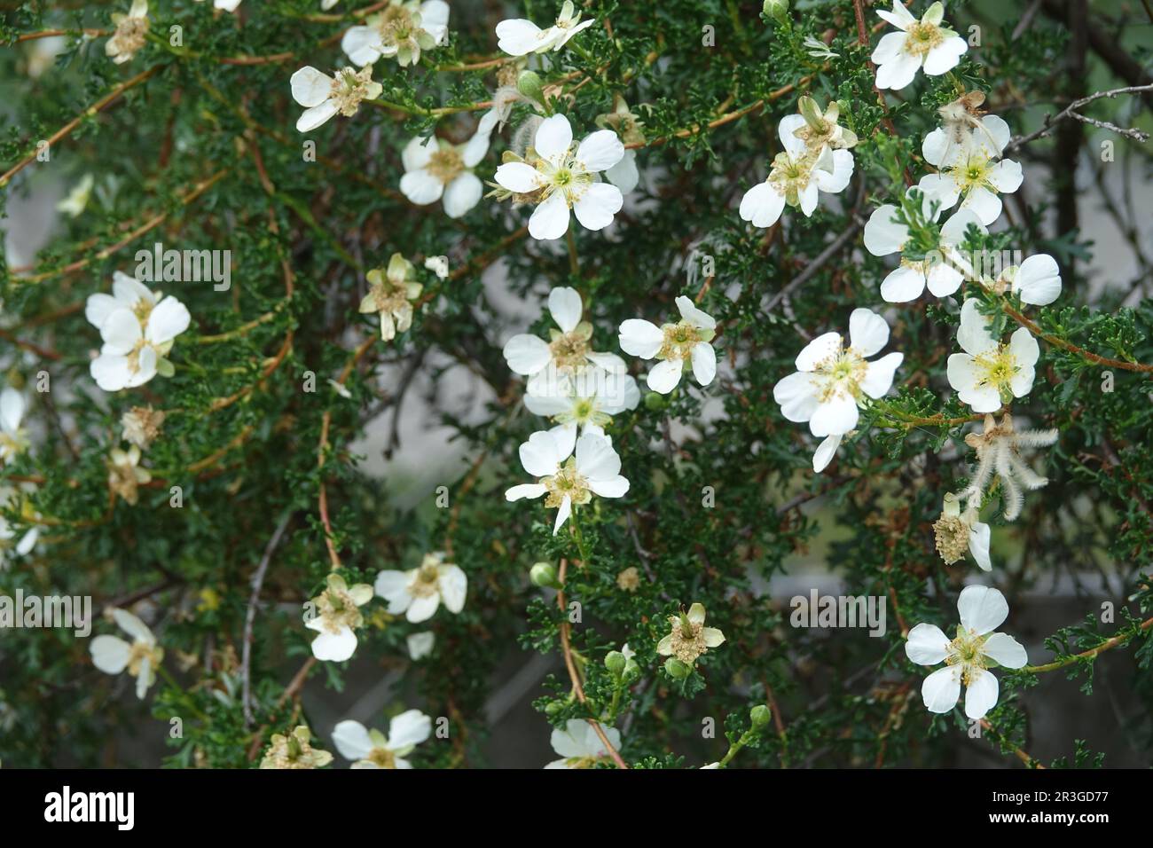 Purshia mexican, Mexican cliffrose Stock Photo - Alamy