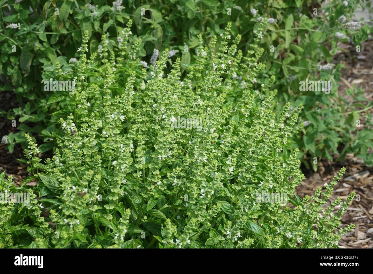 Ocimum basilicum plant hi-res stock photography and images - Alamy