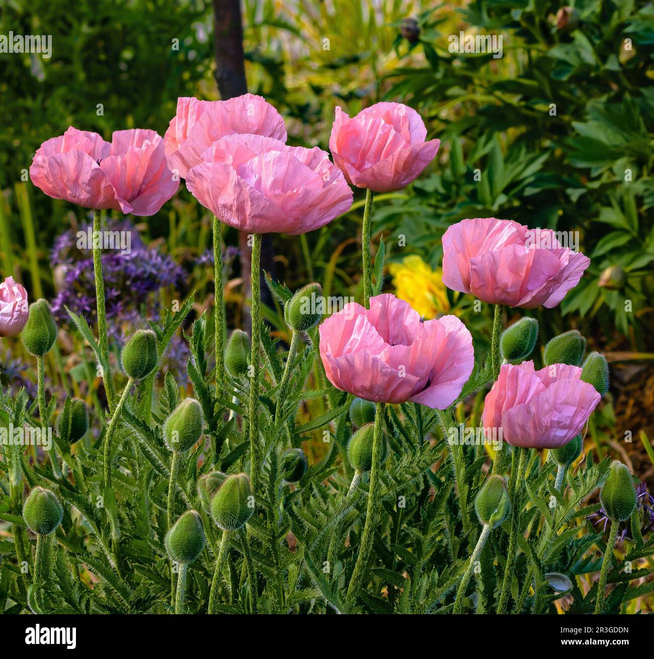 Pink Poppies blooming in a cottage garden with numerous upcoming fresh ...