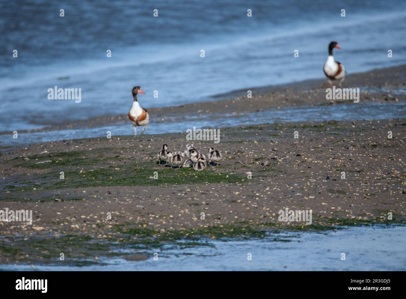 Ga nse familie hi-res stock photography and images - Alamy