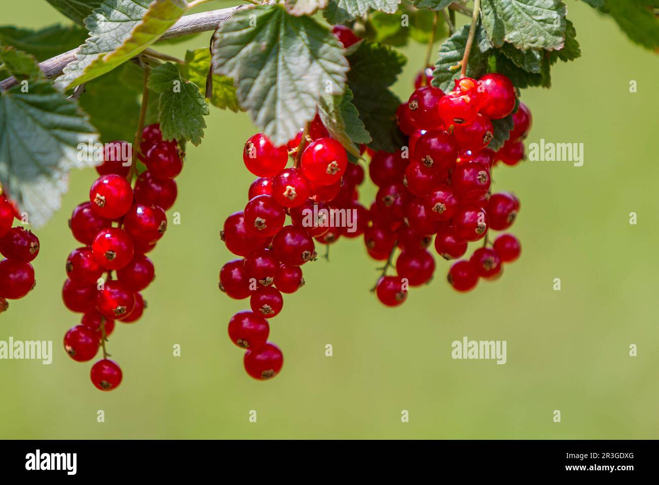 Red currants (Ribes rubrum Stock Photo - Alamy