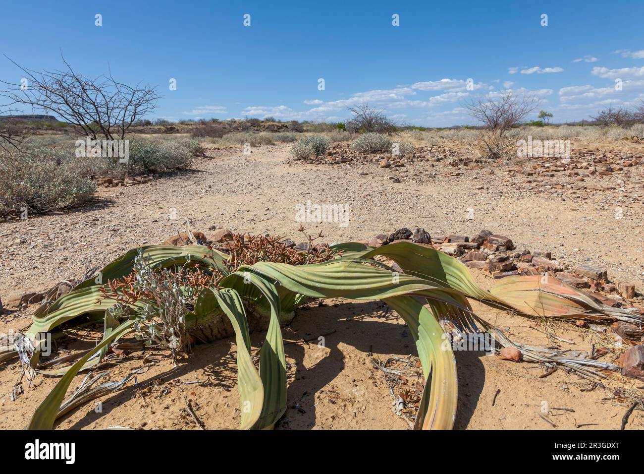 Welwitschie (Welwitschia mirabilis), Namibia Stock Photo - Alamy