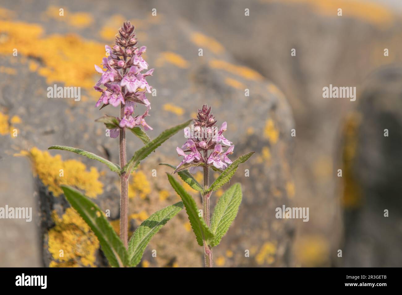 Swamp fruit hi-res stock photography and images - Alamy