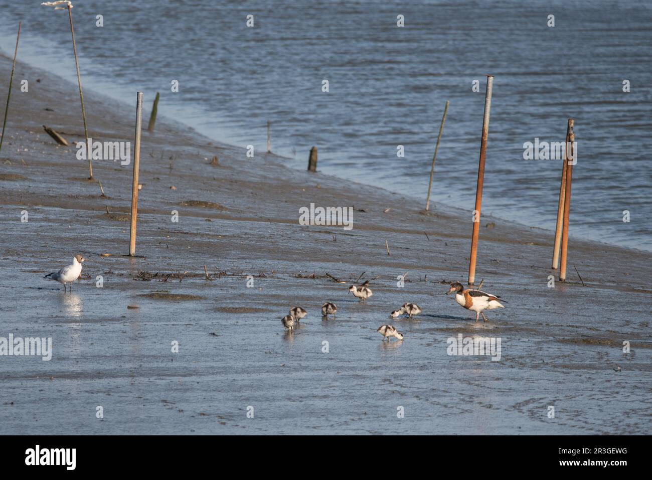 Shelduck with chicks hi-res stock photography and images - Alamy