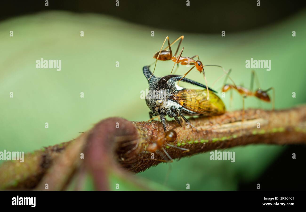Close up a strange treehopper (horned tree hopper) on tree branch with ...