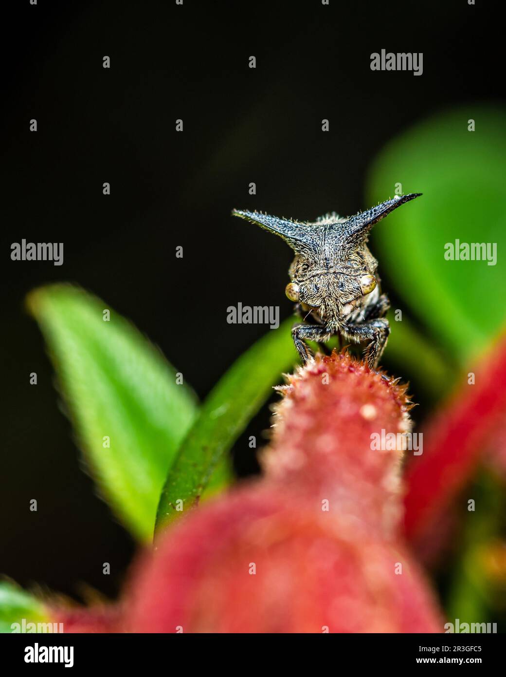 Close up a strange treehopper (horned tree hopper) on tree branch and ...