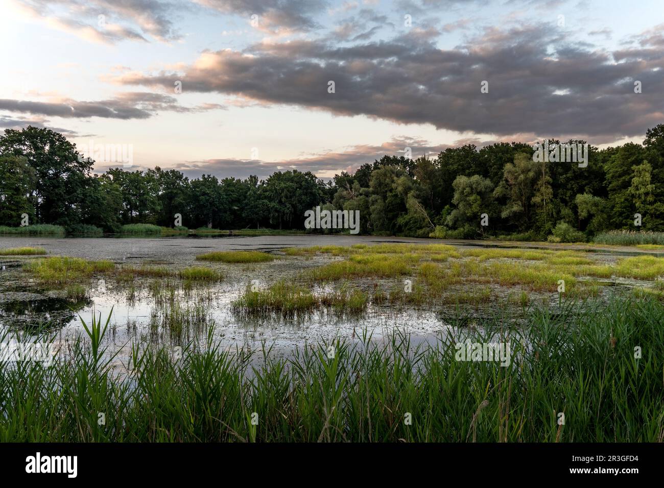 Evening mood in the Upper Lusatian heath and pond landscape, Milkel ...