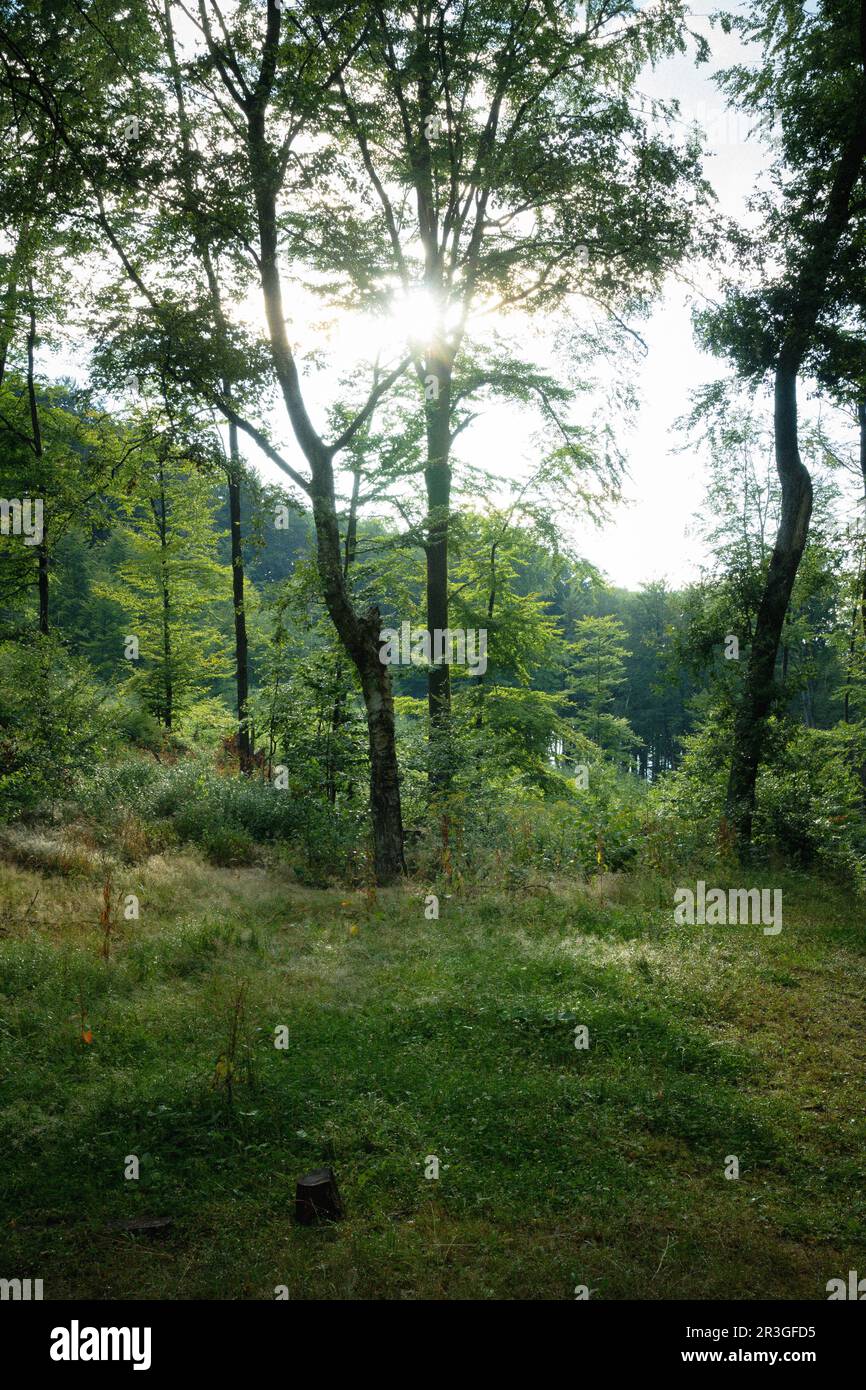 The forest after the rain Stock Photo - Alamy