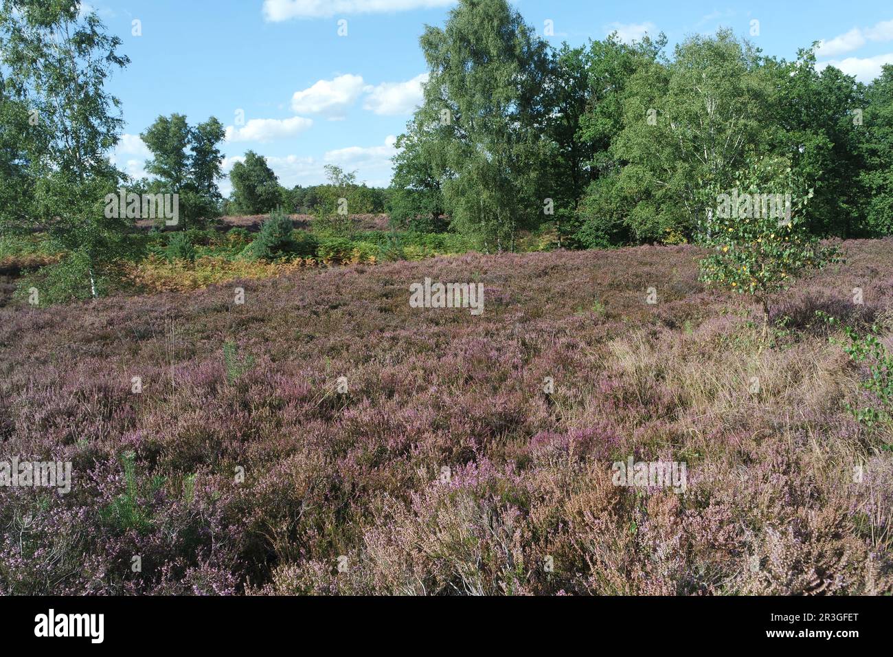 Summer heide hi-res stock photography and images - Alamy