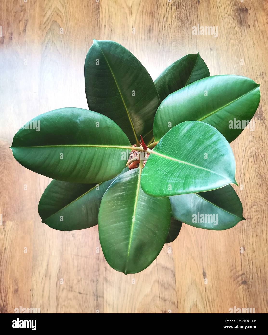 Top angle view rubber tree hi-res stock photography and images - Alamy