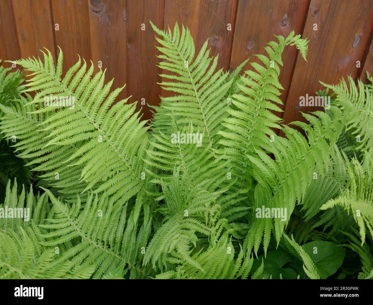 Garden fern hi-res stock photography and images - Alamy