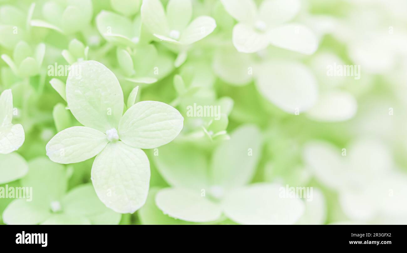 Background of soft white petals of Hydrangea Limelight or Hydrangea ...
