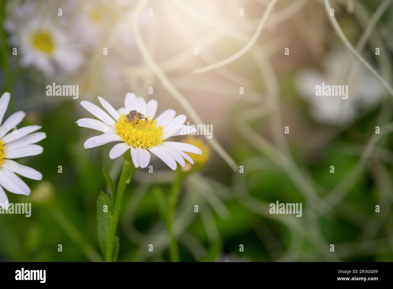 Little white daisy flower with green bokeh baclground Stock Photo - Alamy