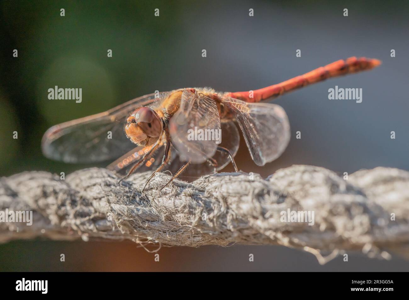 Dragonfly wingspan hi-res stock photography and images - Alamy